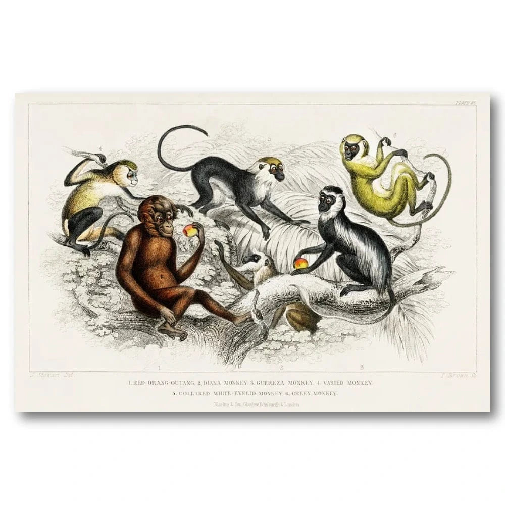 Colorful Primates Art Print – Stone and Gray