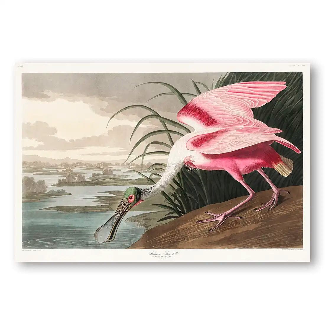 Roseate Spoonbill by John James Audubon Art Print (Portrait) | Custom ...