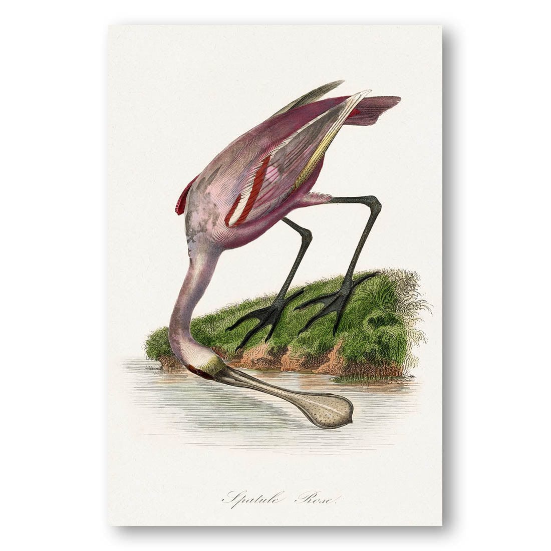 Roseate Spoonbill by Paul Gervais Art Print – Stone and Gray