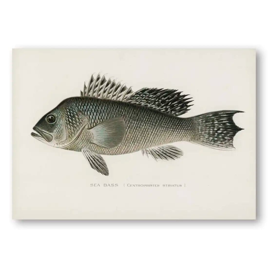 Sea Bass Vintage Fish Art Print (Portrait) | Custom Sizes, Fine Art ...