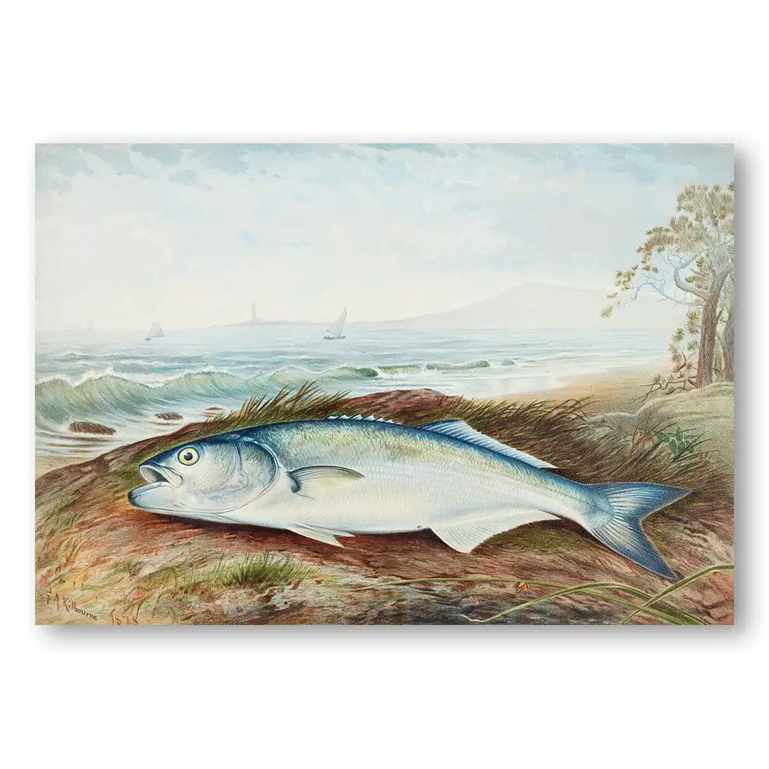 Sprat By Samuel Kilbourne Fish Art Print – Stone and Gray