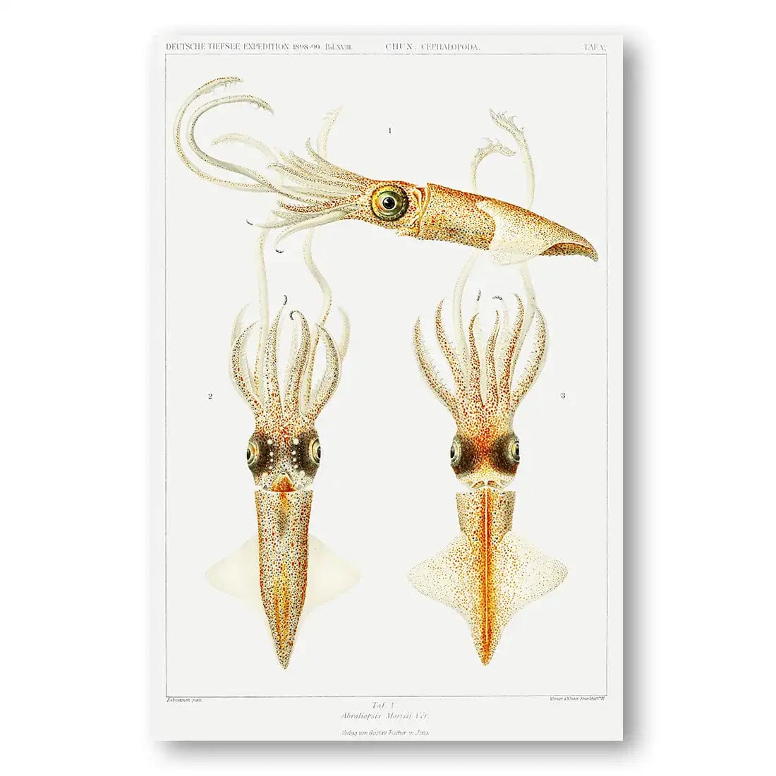 Squid Illustration Art Print 1 (Portrait) | Custom Sizes, Fine Art ...