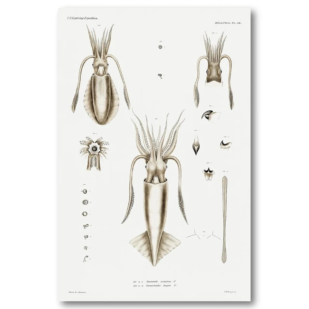 Squid Varieties by Augustus Addison Gould Art Print – Stone and Gray