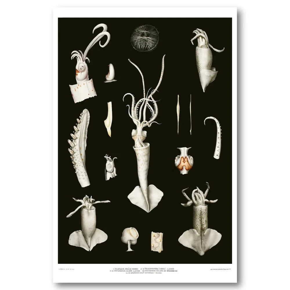 Squid Varieties Scientific Art Print – Stone and Gray