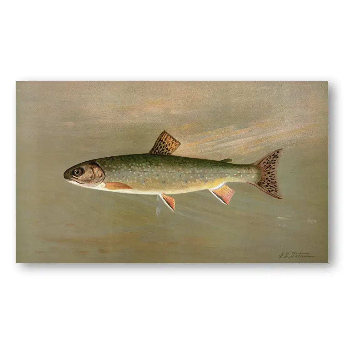 Streamline Solitude Vintage Fish Art Print (Portrait) | Custom Sizes ...