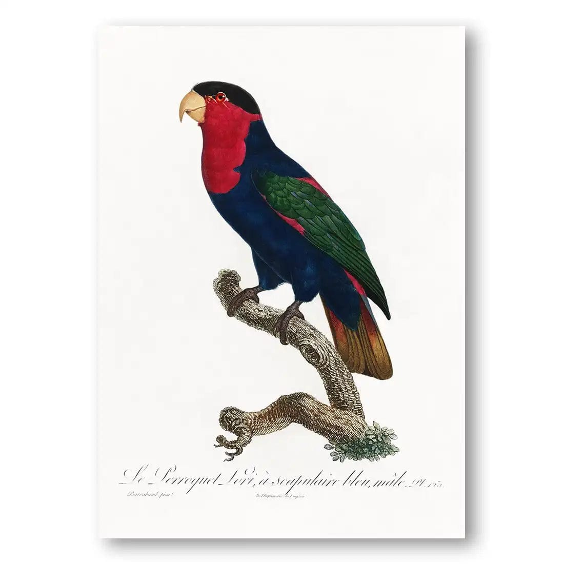 The Black-capped Lory Print (Portrait) | Custom Sizes, Fine Art Paper ...