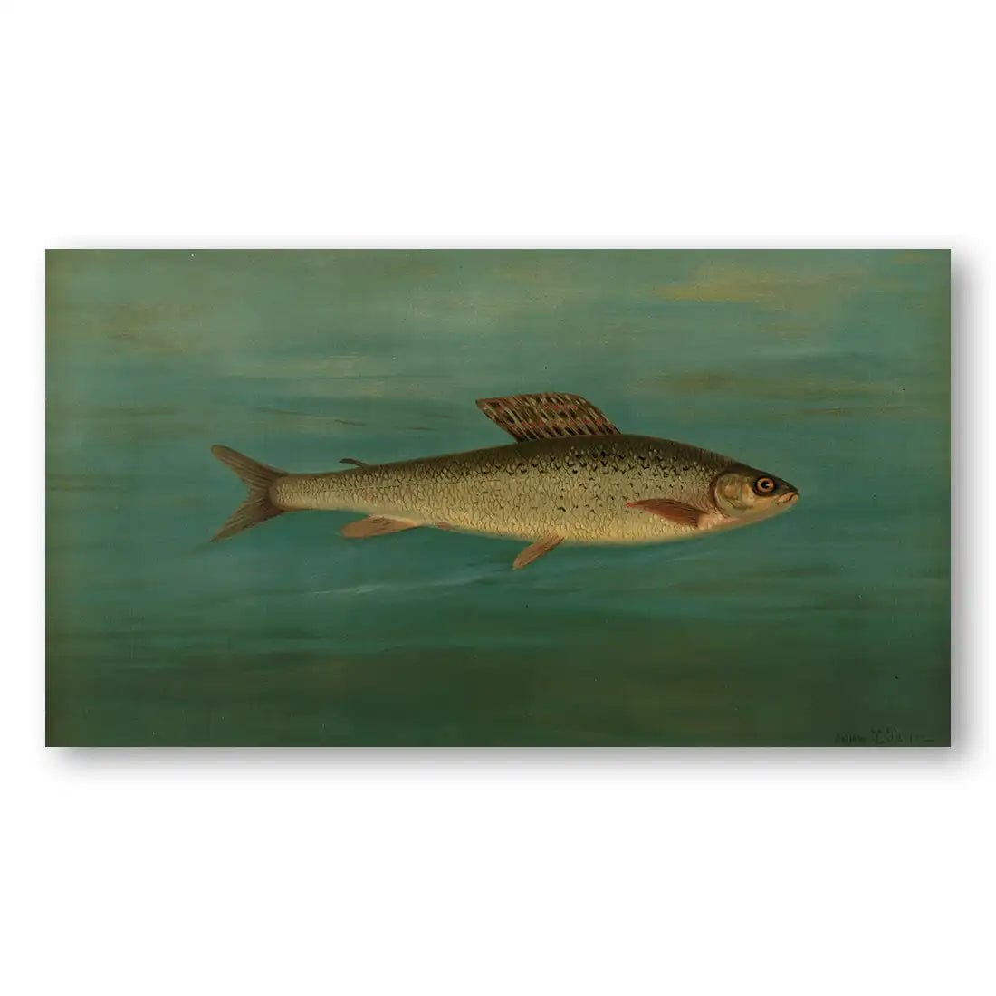 The Montana Grayling Art Print – Stone and Gray