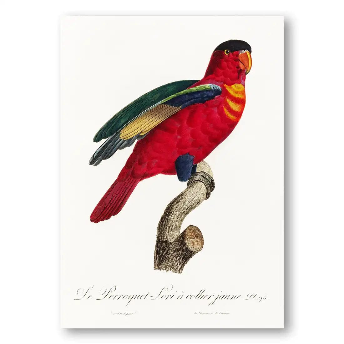 The Purple-naped Lory (Portrait) | Custom Sizes, Fine Art Paper ...