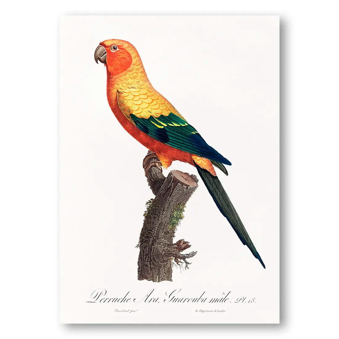 The Sun Parakeet (Portrait) | Custom Sizes, Fine Art Paper & Canvas ...