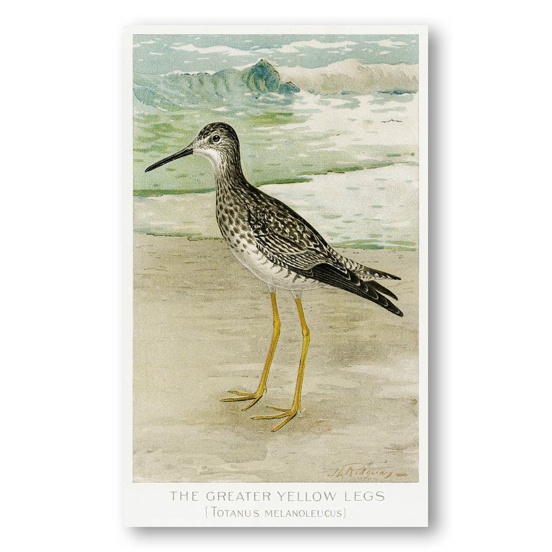 The Greater Yellow Legs by L. Ridgway Art Print – Stone and Gray