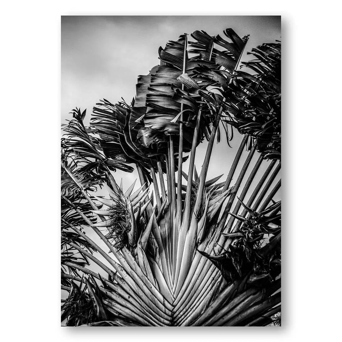 Tropical Breeze Movement Photo Print – Stone and Gray
