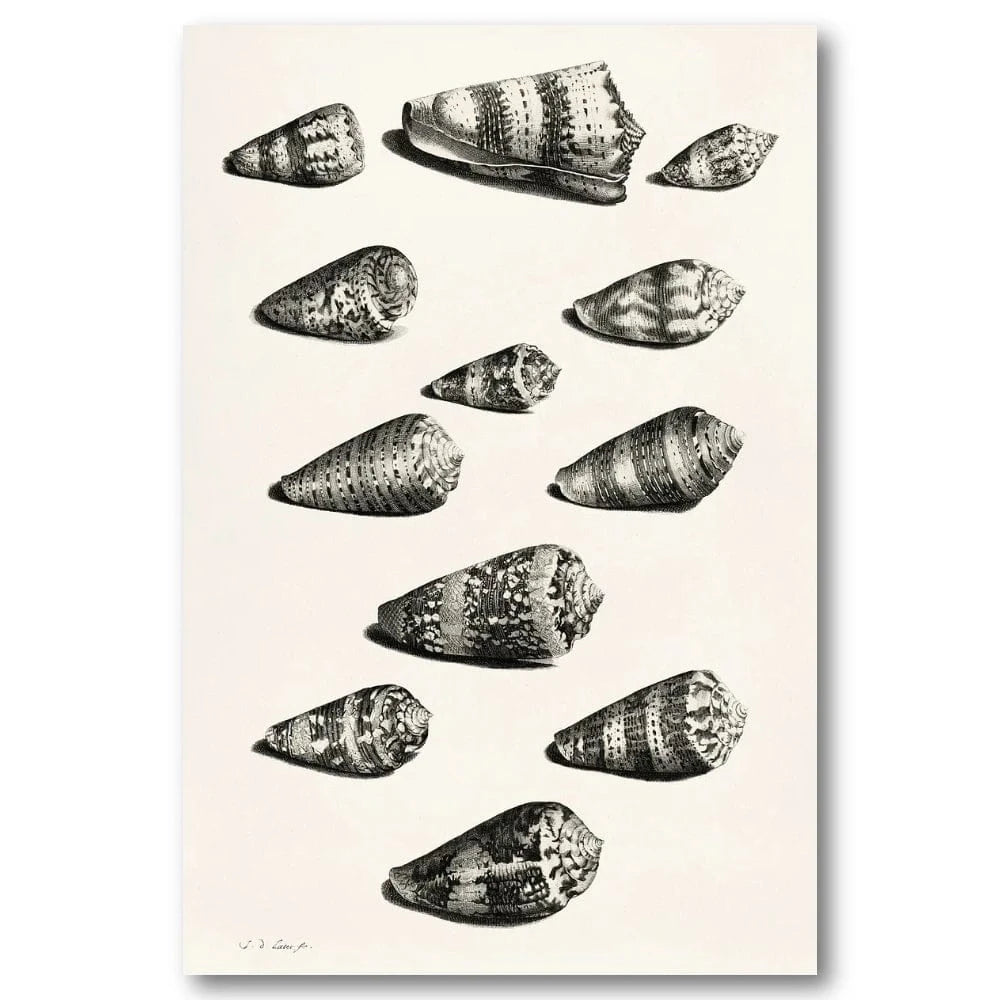Collection of Shells 7 Art Print – Stone and Gray