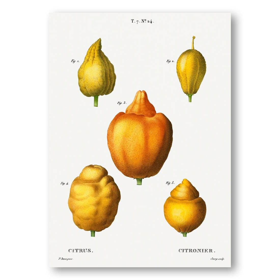 Various Shapes of Citrus Art Print – Stone and Gray
