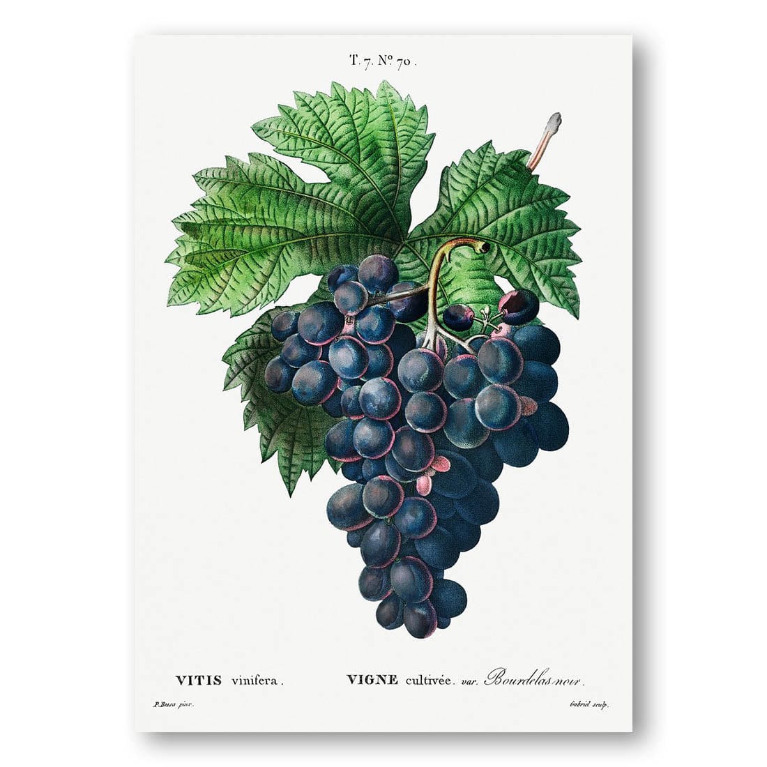 Vitis vinifera Art Print – Stone and Gray