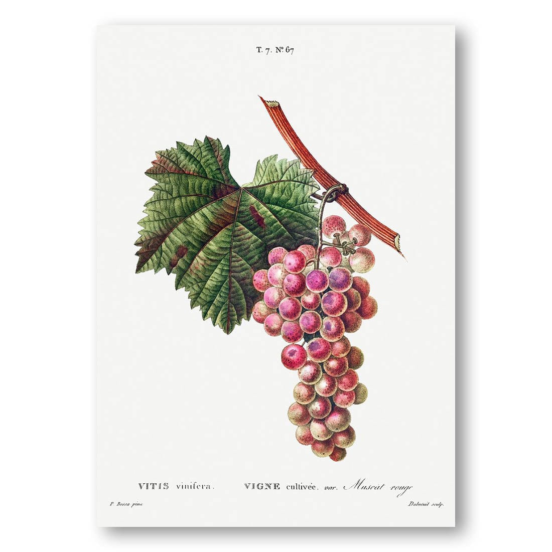 Vitis vinifera Art Print – Stone and Gray