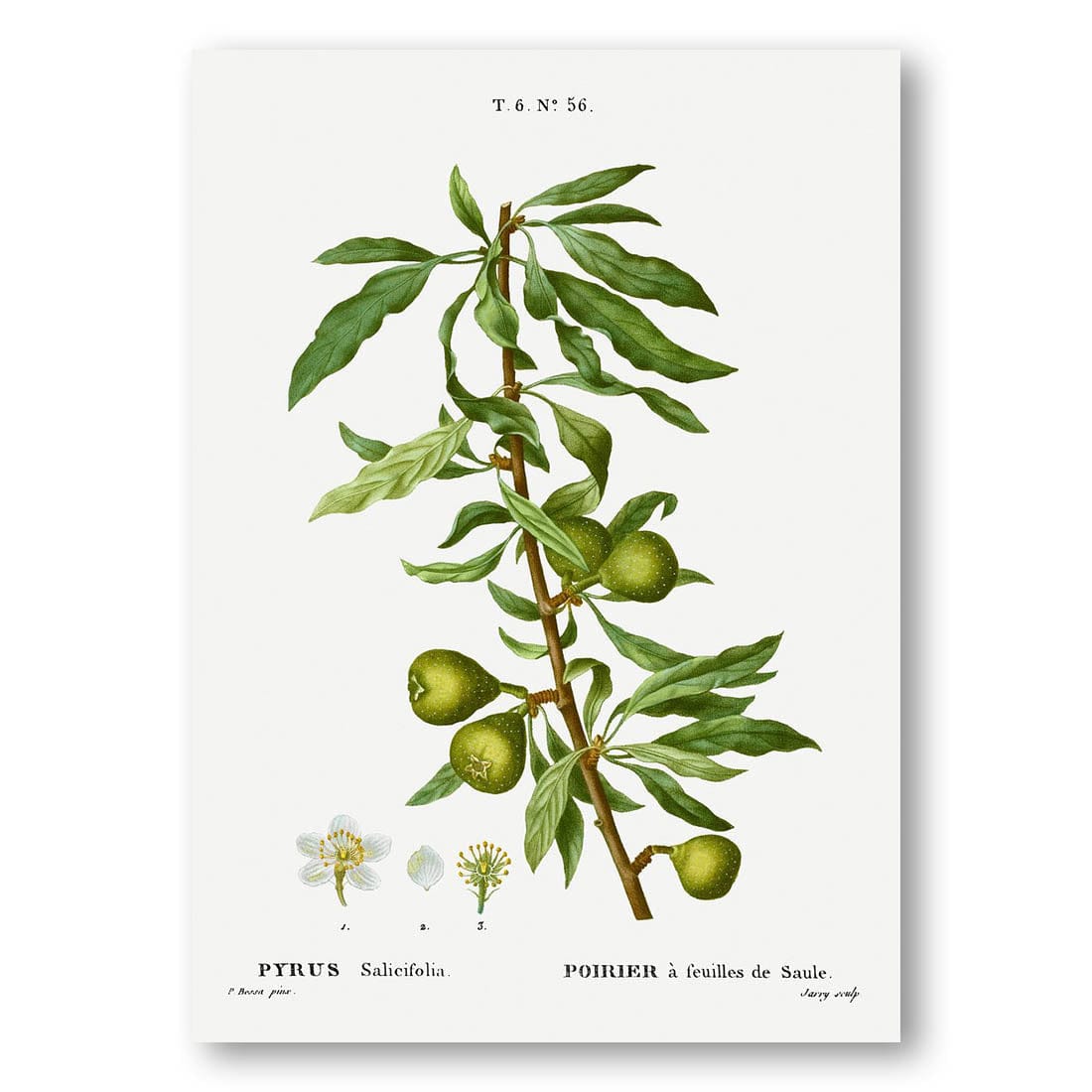 Willow-leaved Pear Art Print – Stone and Gray