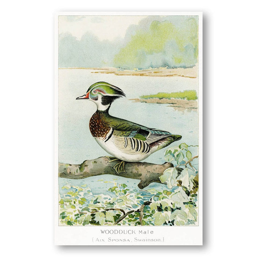 Woodduck Male by J. Ridgway Art Print – Stone and Gray