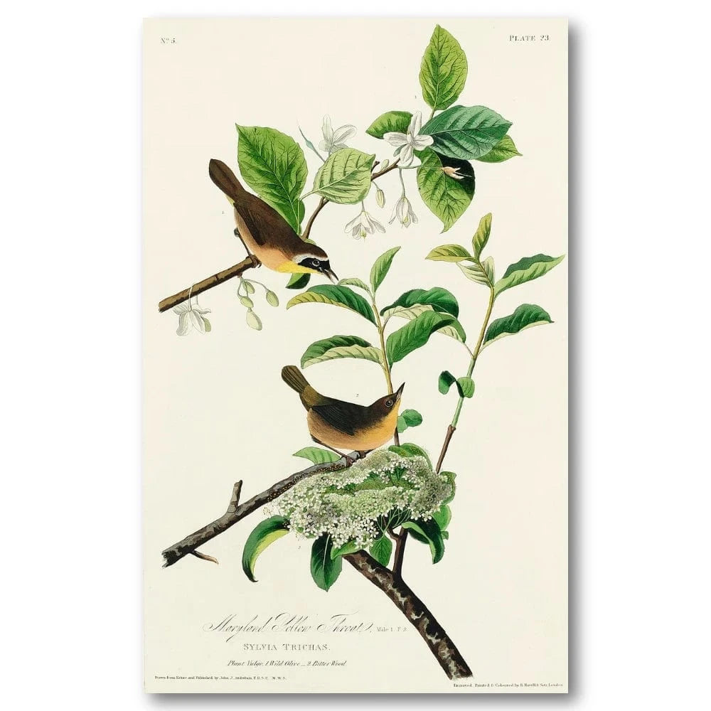 Yellow Breasted Warbler Art Print – Stone and Gray