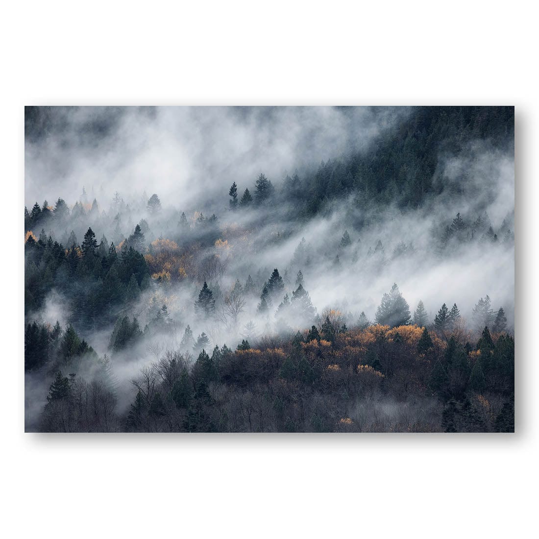 Misty Forest Canopy Print (Portrait) | Custom Sizes, Fine Art Paper ...