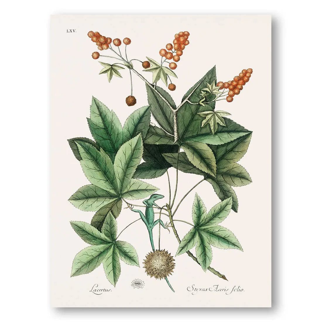 Vintage Viridis Botanical Vintage Ilustration Print – Stone and Gray