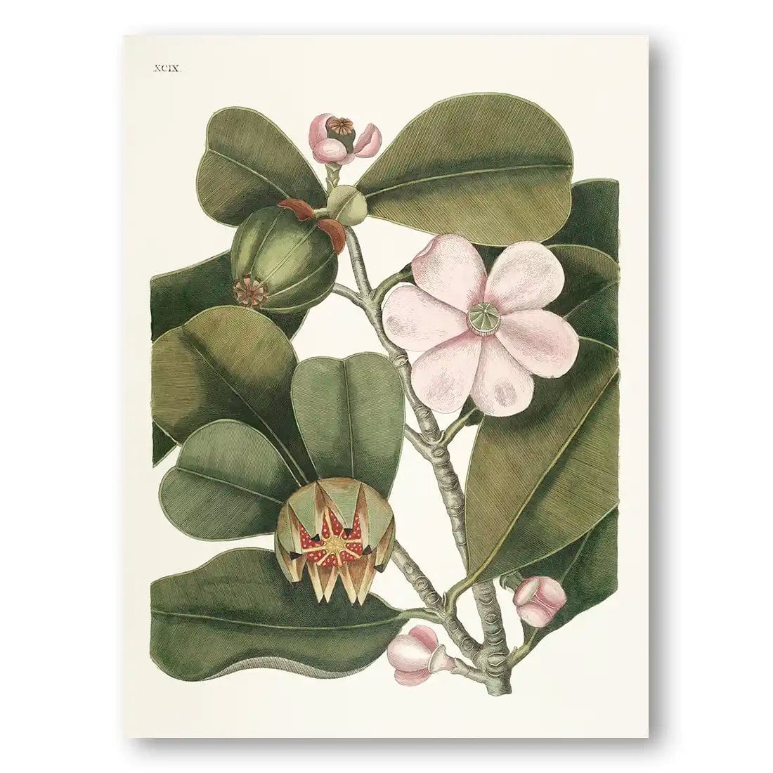 Balsam Tree Vintage Floral Art Print – Stone and Gray