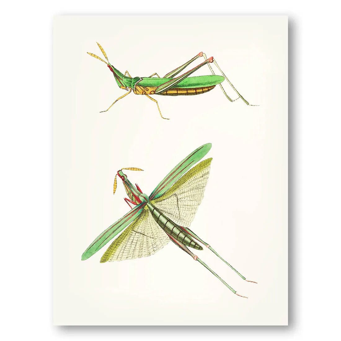 Grasshopper Illustration Vintage Ilustration Print (Portrait) | Custom ...