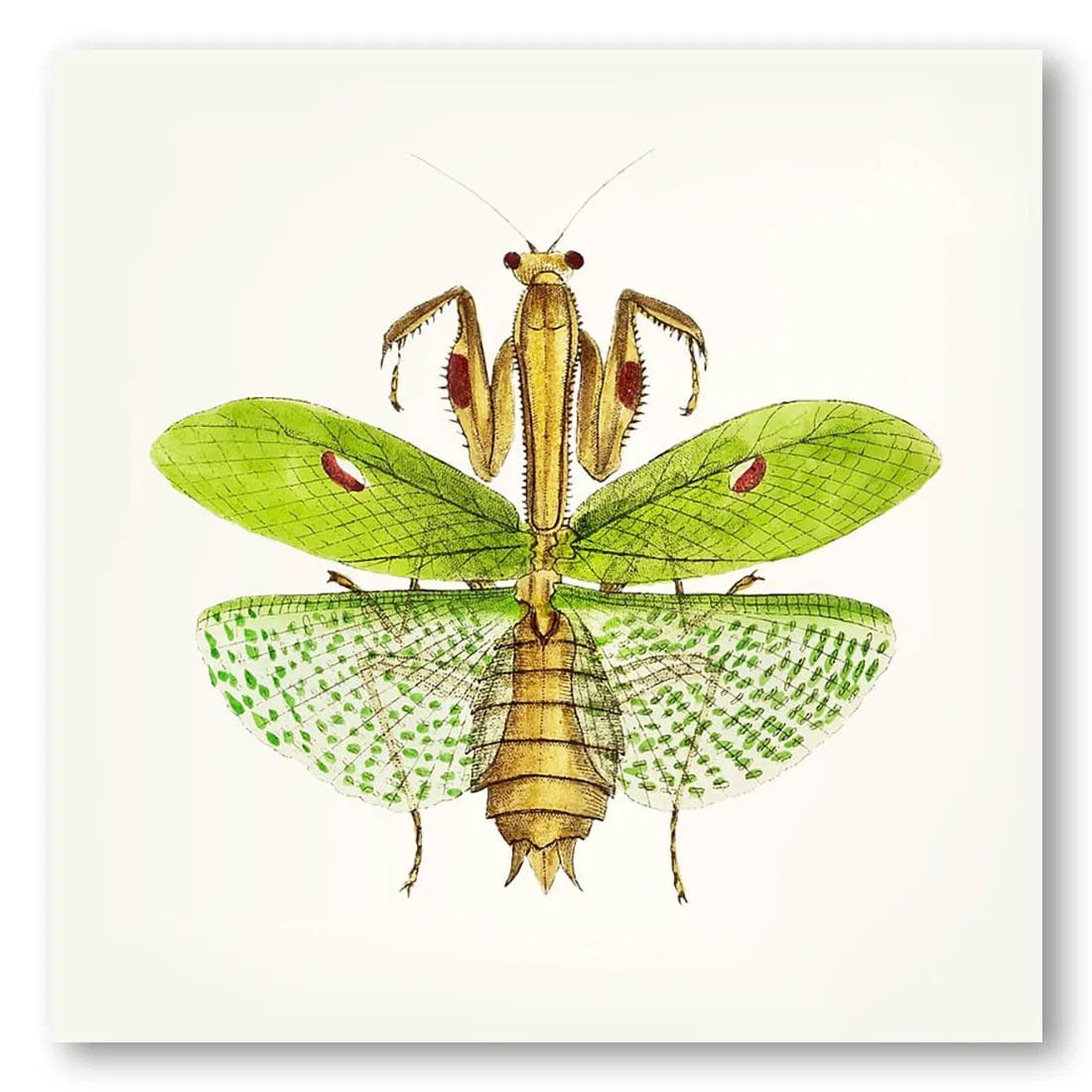 Entomological Elegance Vintage Ilustration Print (Square) | Custom ...